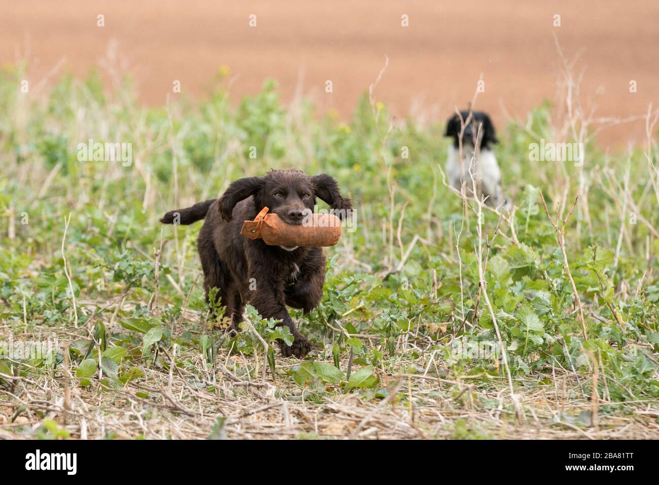 Dogs at work in field Stock Photo - Alamy