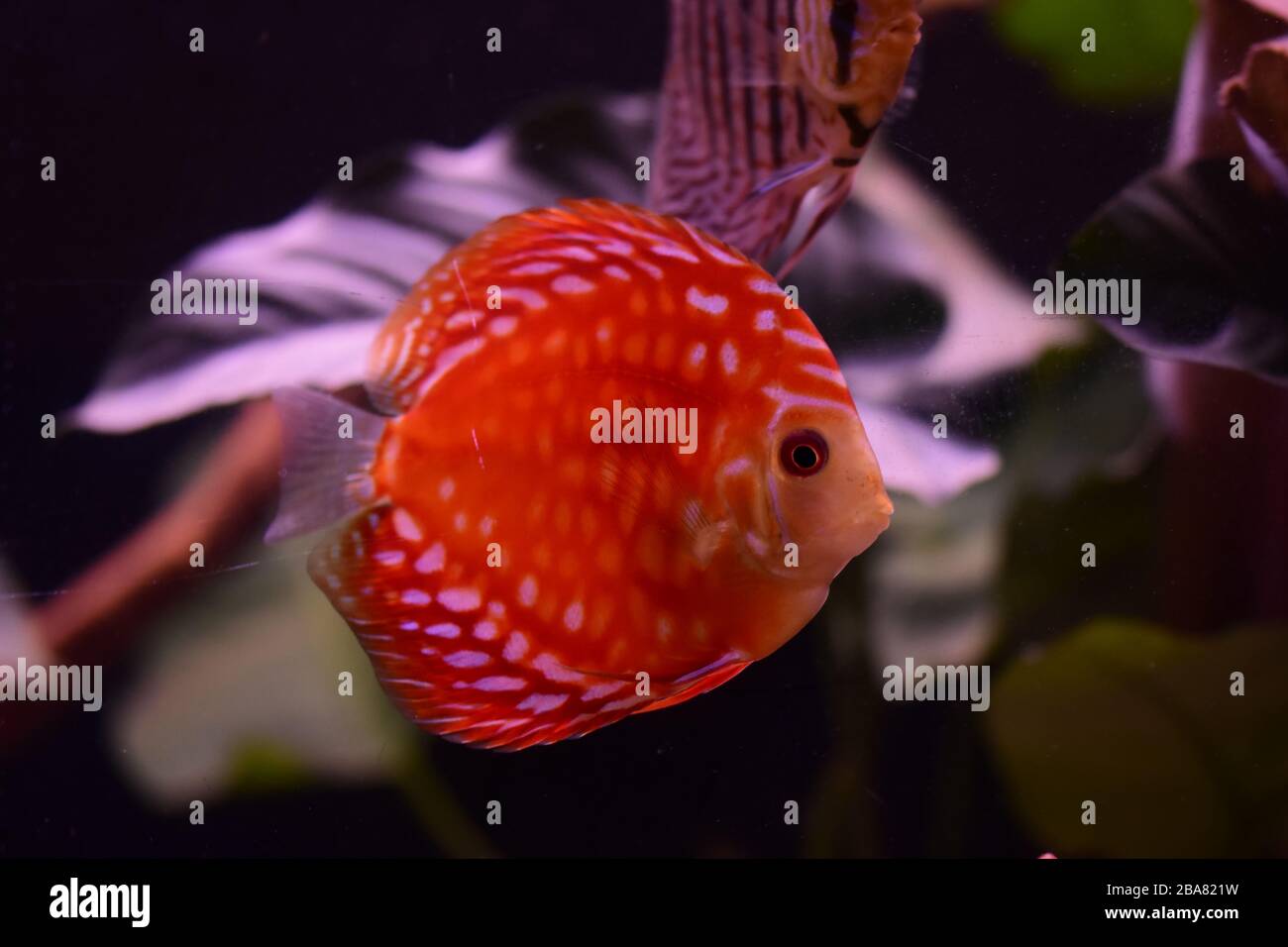 group of discus fish in aquarium, multi-colored tropical fish ...