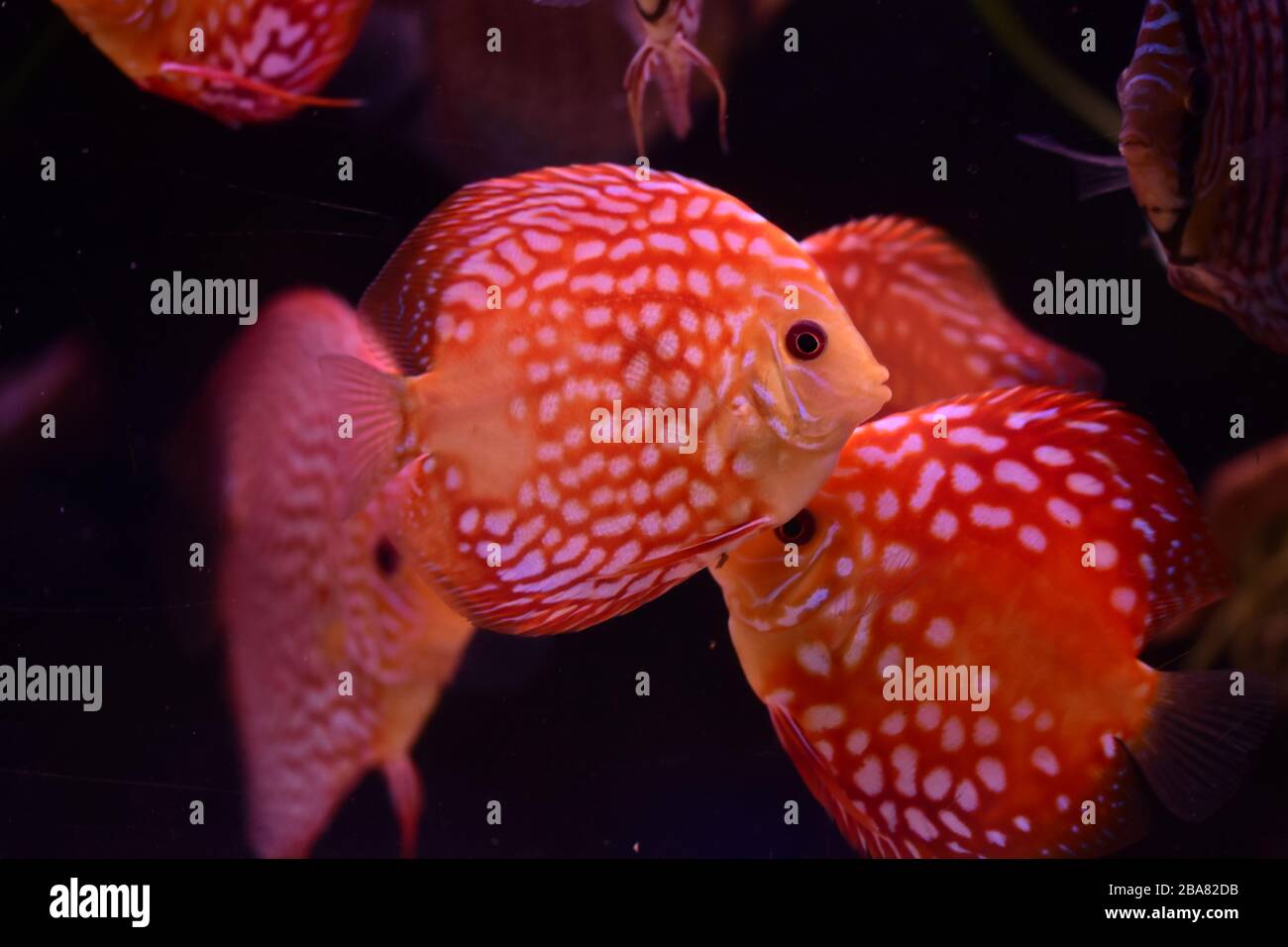 group of discus fish in aquarium, multi-colored tropical fish ...