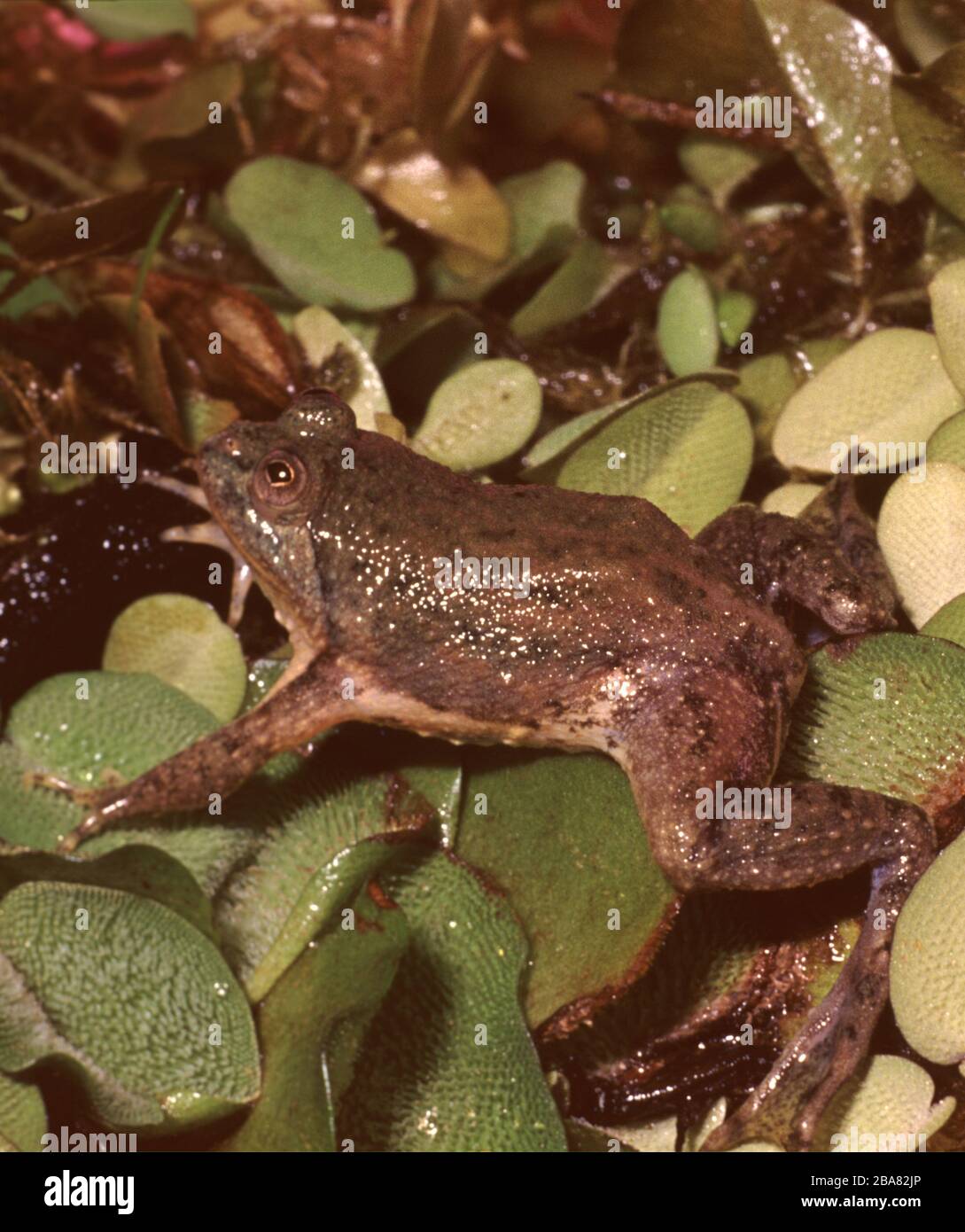 Green puddle frog, Occidozyga lima Stock Photo - Alamy