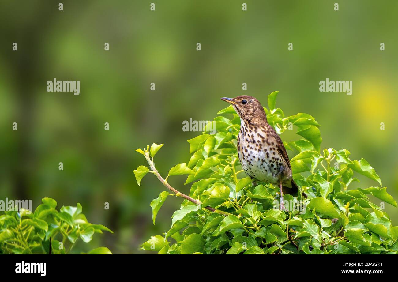 Portrait of an European Song Thrush perched in a bush with a green ...
