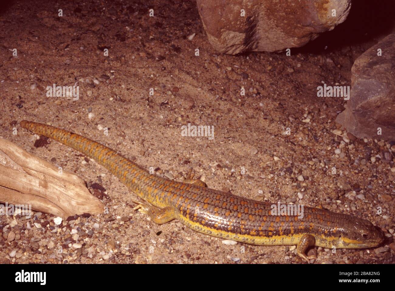 Singapore skink hi-res stock photography and images - Alamy