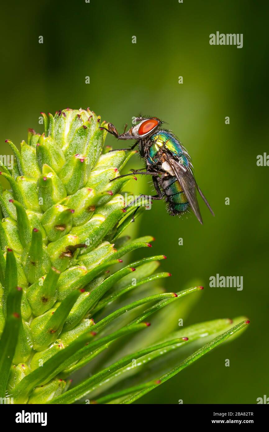 Lucilia sericata with red eyes hi-res stock photography and images - Alamy