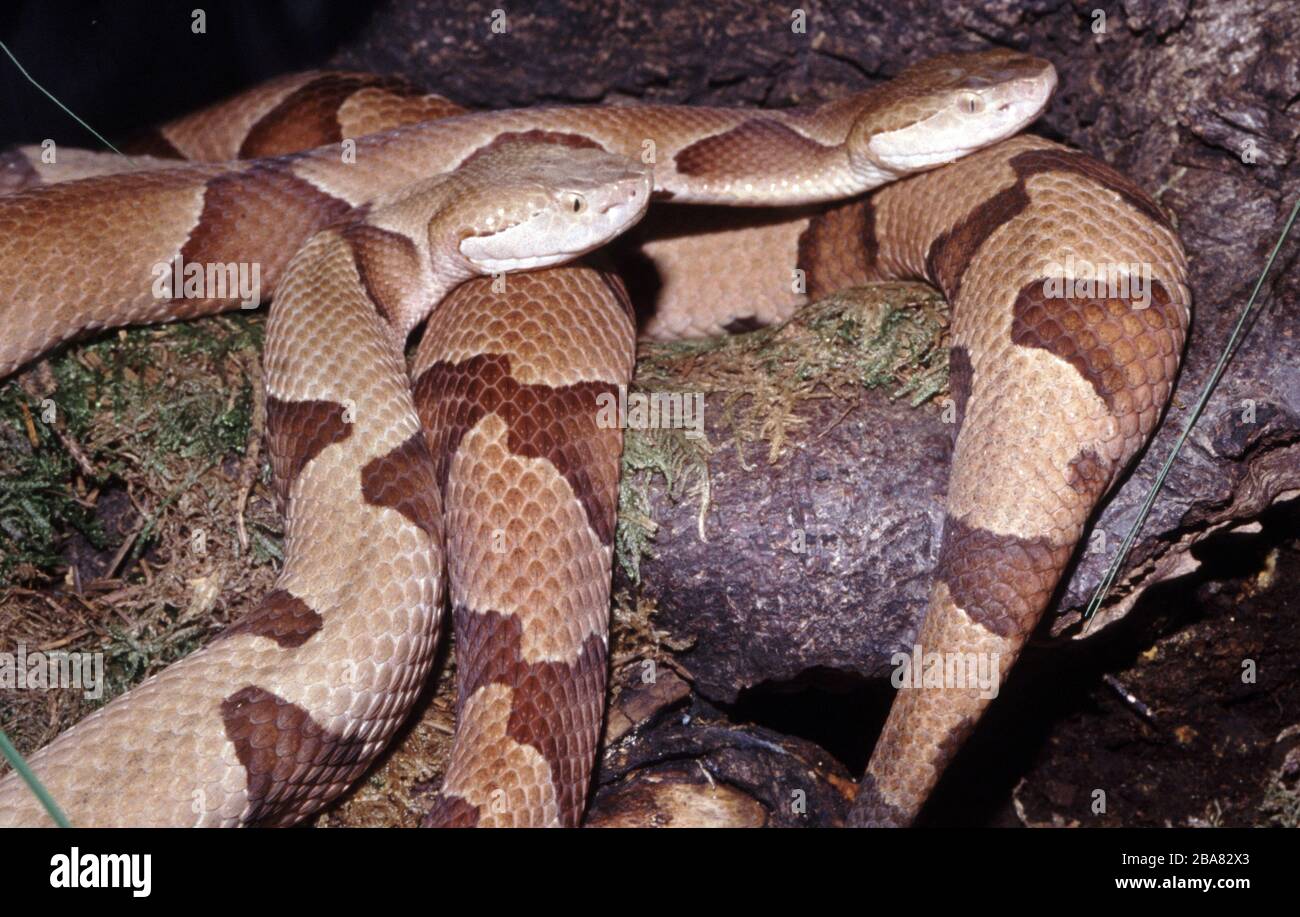 Copperhead, Agkistrodon contortrix Stock Photo - Alamy