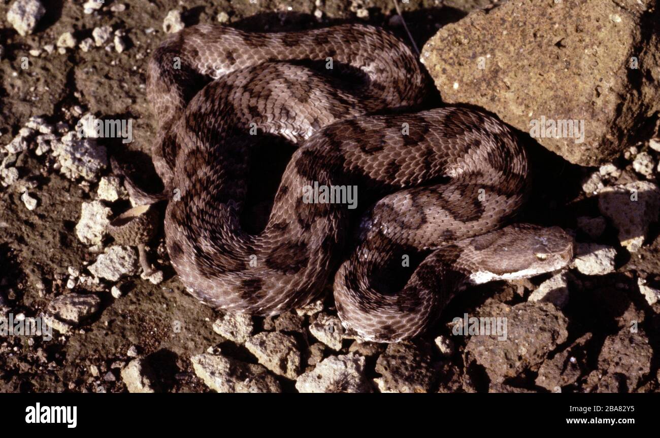 Southern italian asp or viper, Vipera aspis hugyi Stock Photo - Alamy