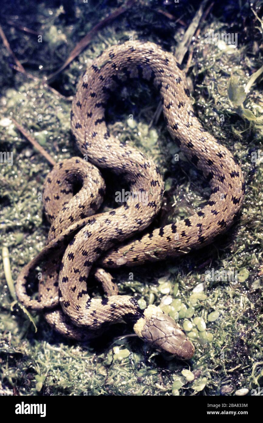 European grass snake, Natrix natrix Stock Photo - Alamy