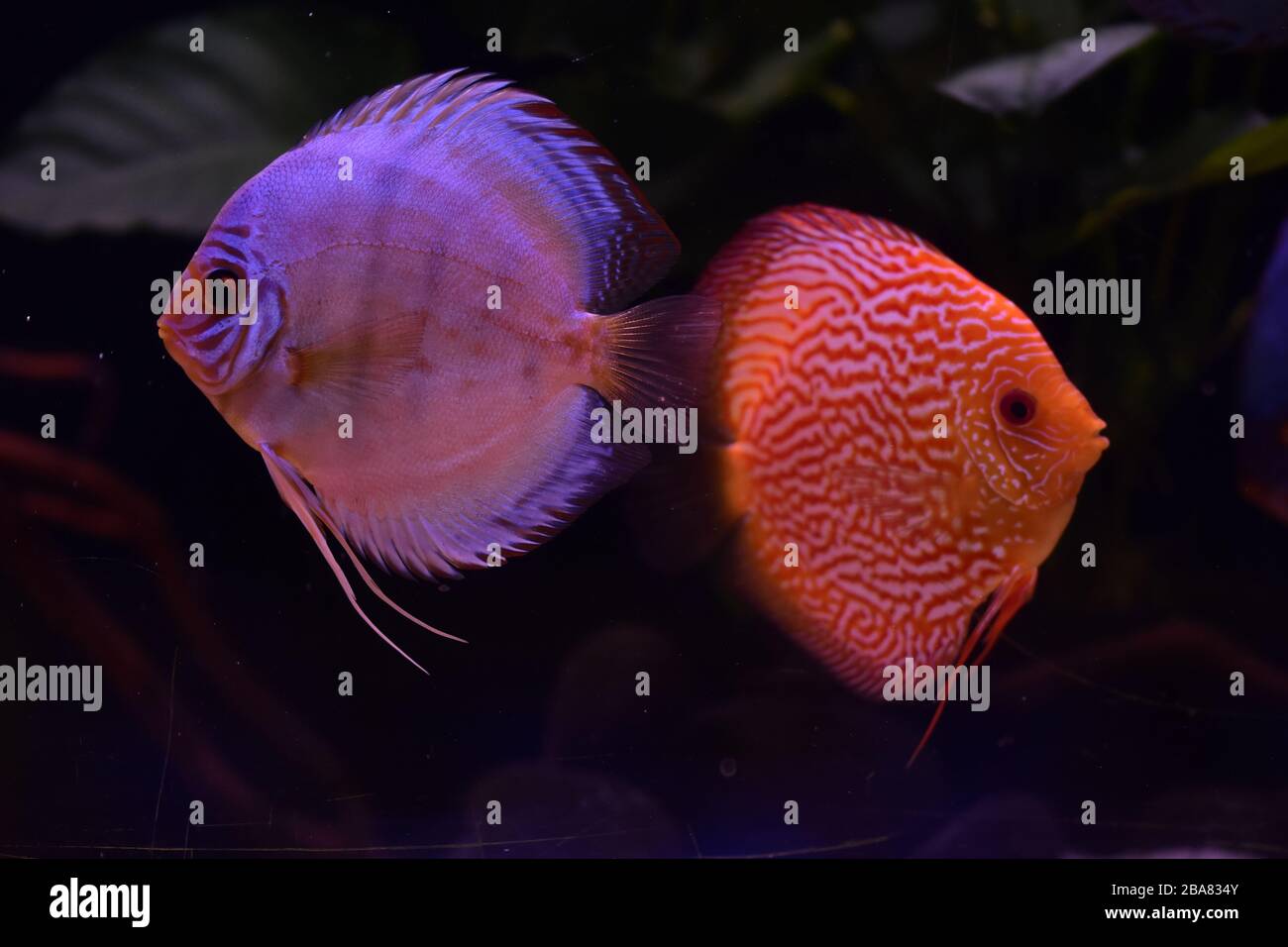 group of discus fish in aquarium, multi-colored tropical fish ...