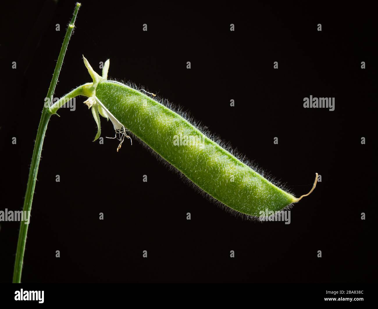 Flower seed pod hi-res stock photography and images - Alamy