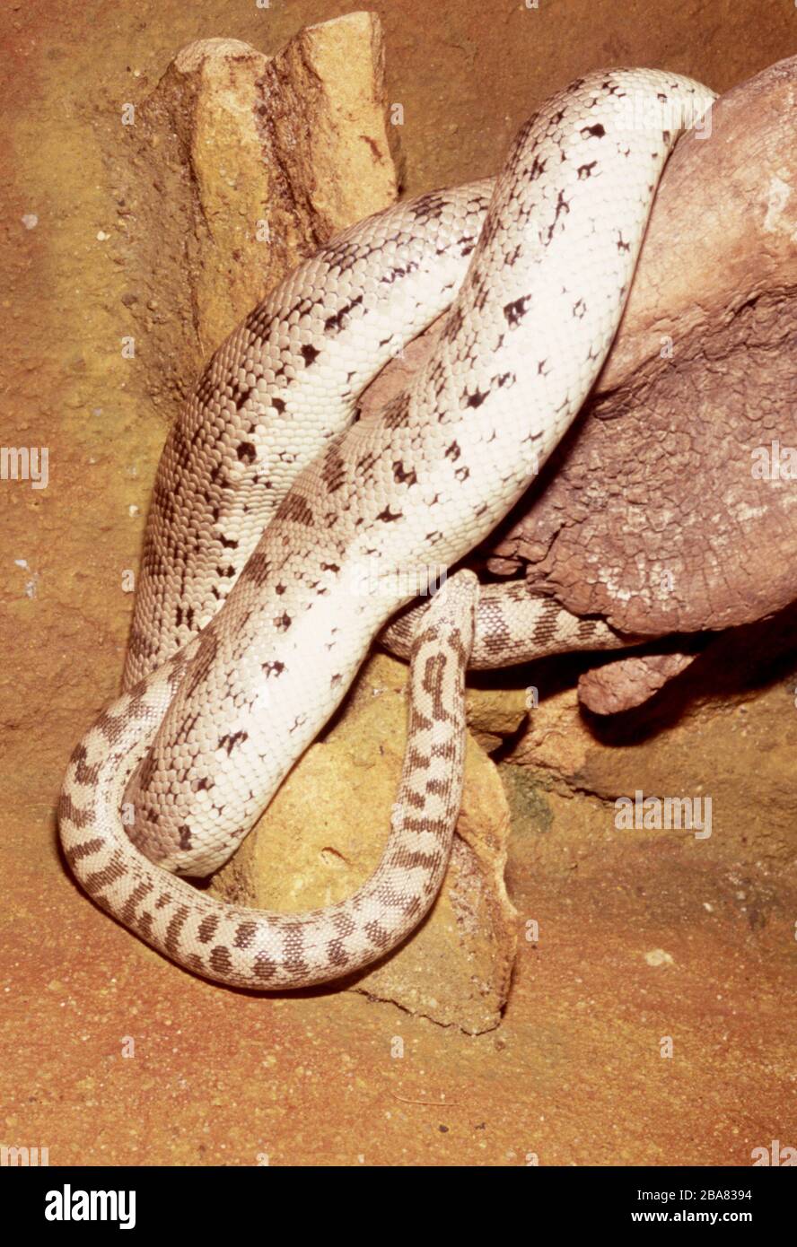 Jaculus not snake hi-res stock photography and images - Alamy