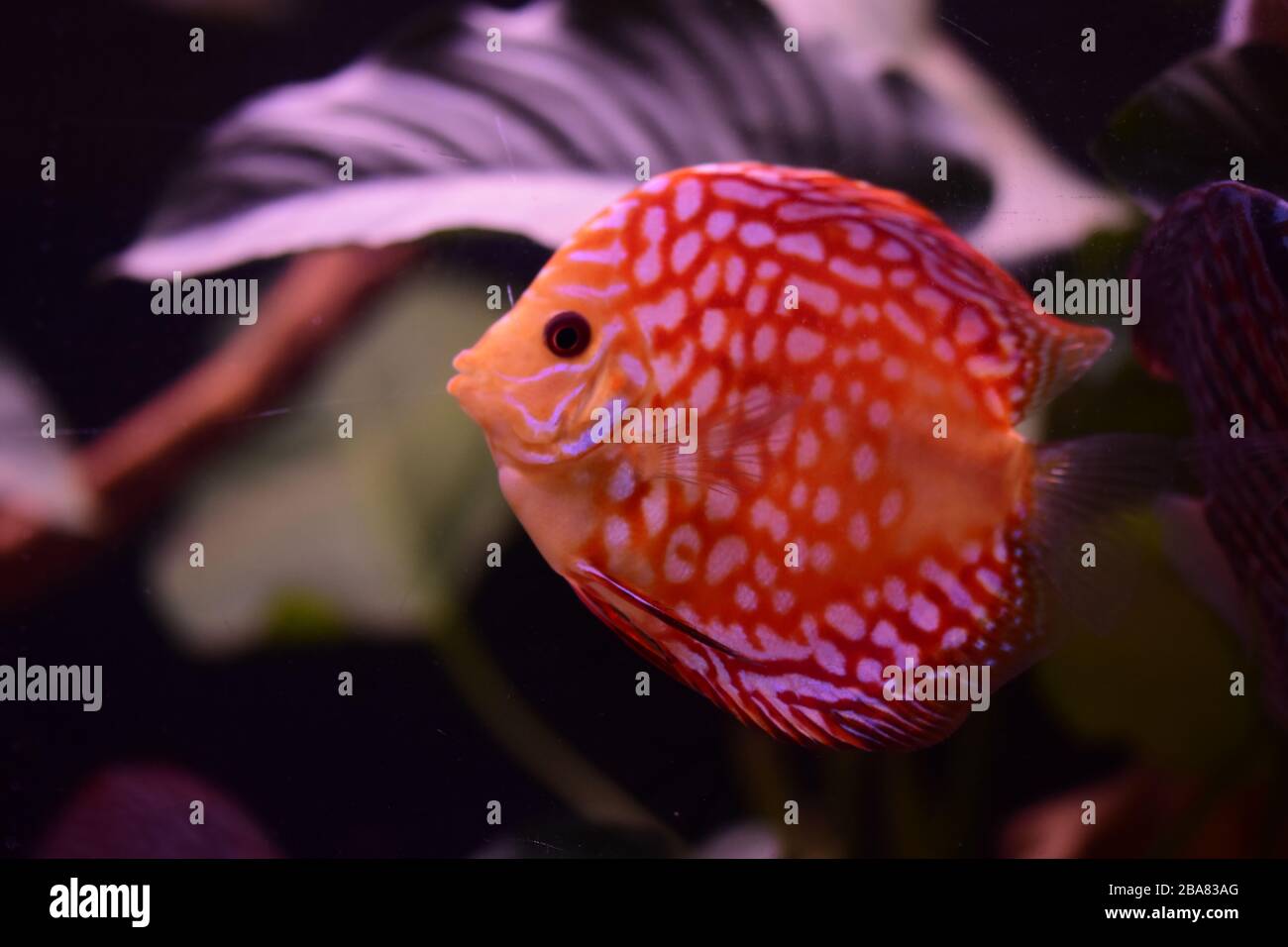 group of discus fish in aquarium, multi-colored tropical fish ...