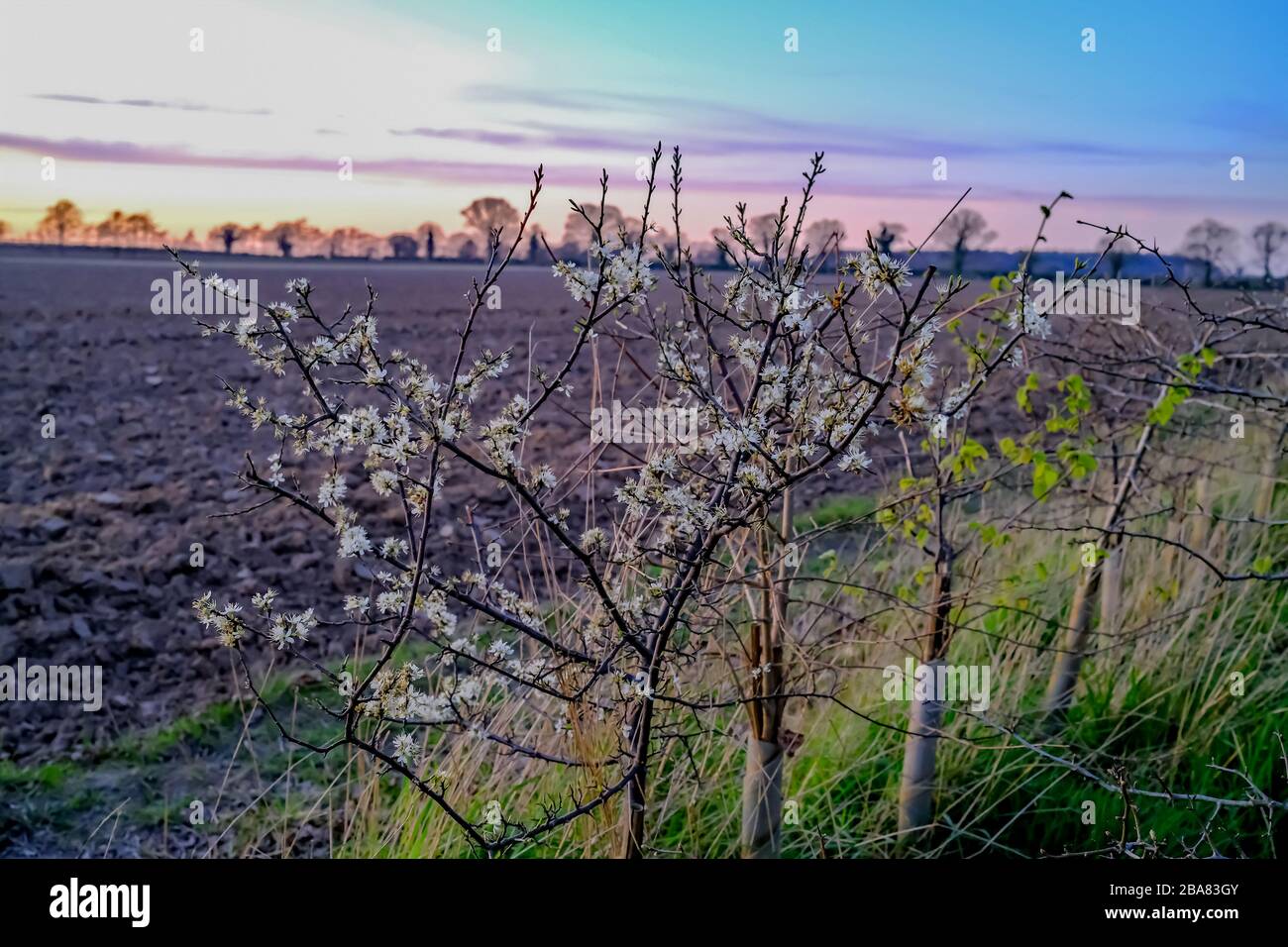 Perimeter plants hi-res stock photography and images - Alamy