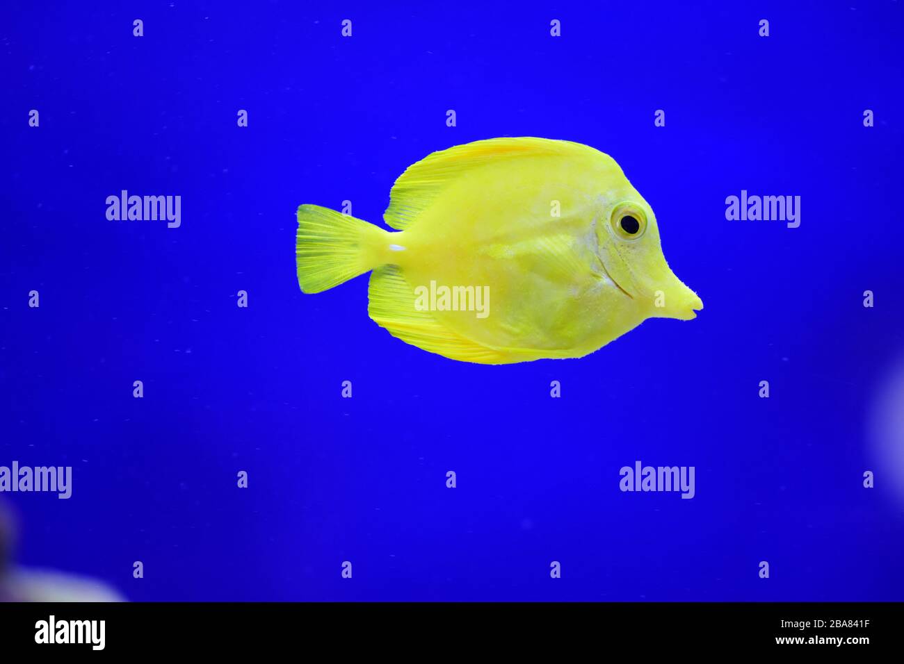 The yellow tang (Zebrasoma flavescens), salt water yellow aquarium fish ...