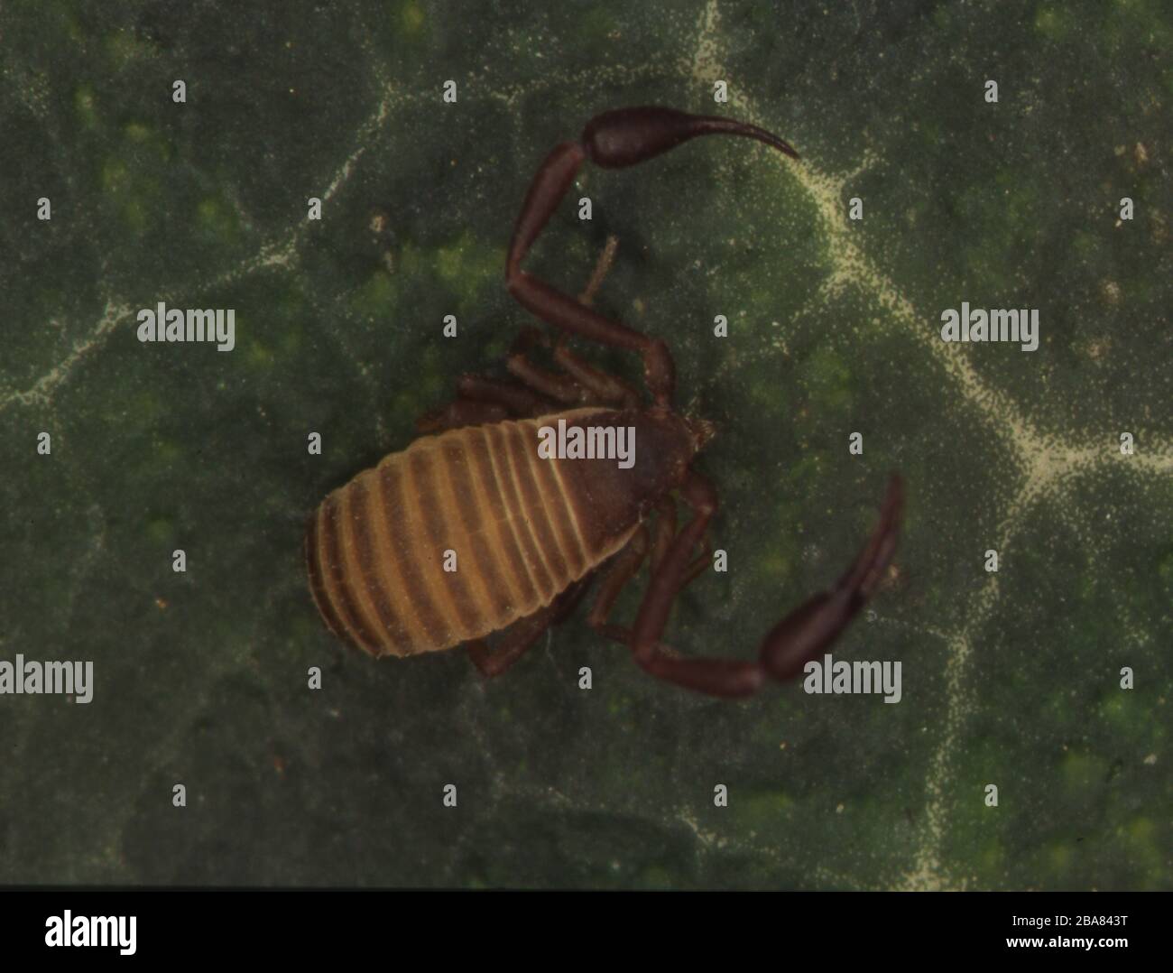 Book scorpion with tongs sits on leaf Stock Photo - Alamy