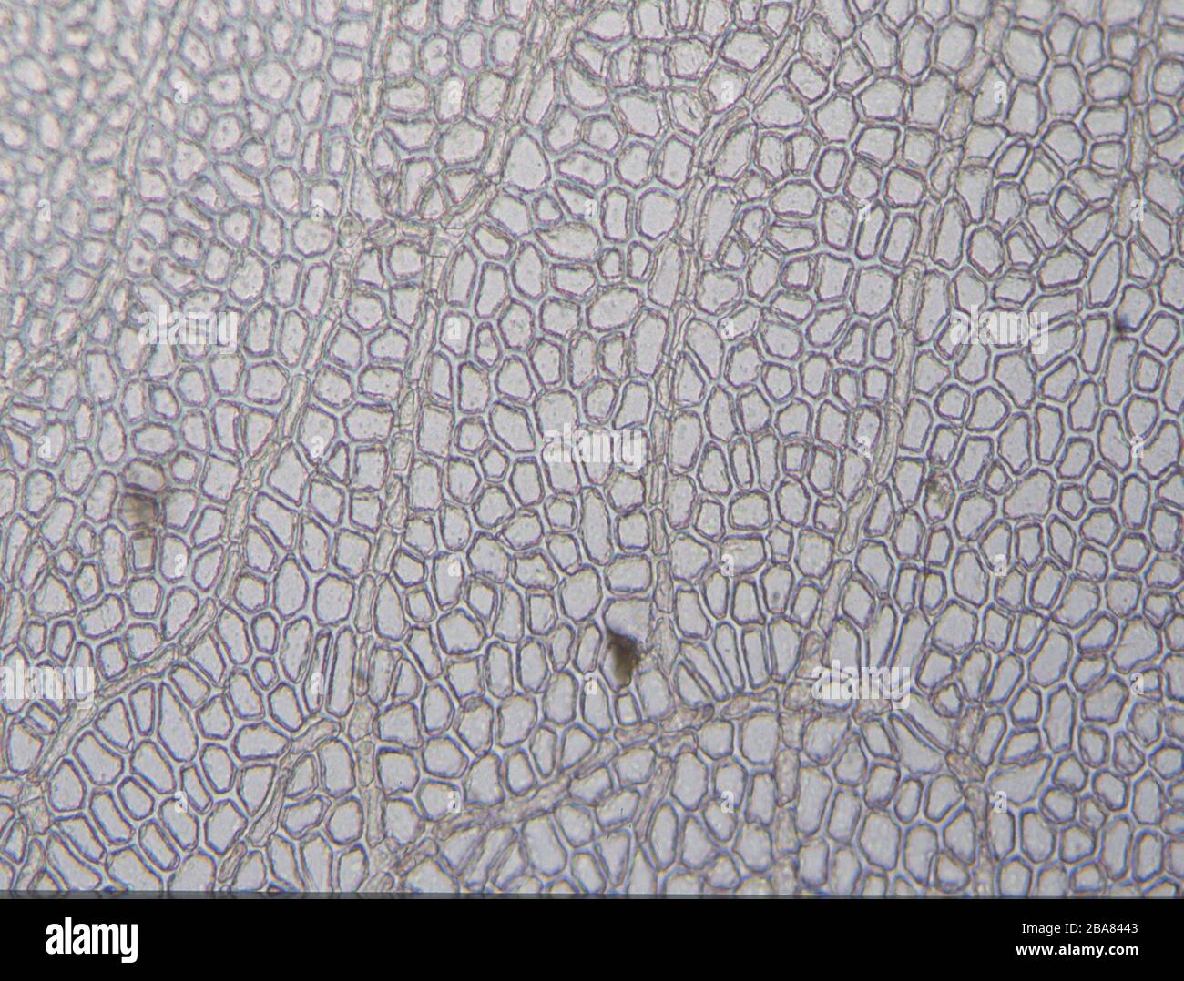 Red algae cells hi-res stock photography and images - Alamy