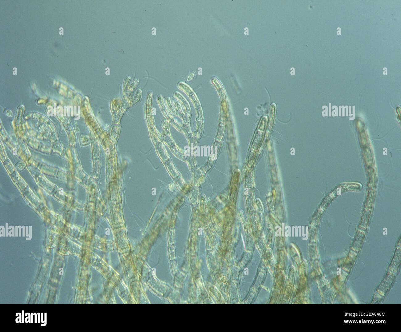 Sea water red algae with ramifications Stock Photo - Alamy