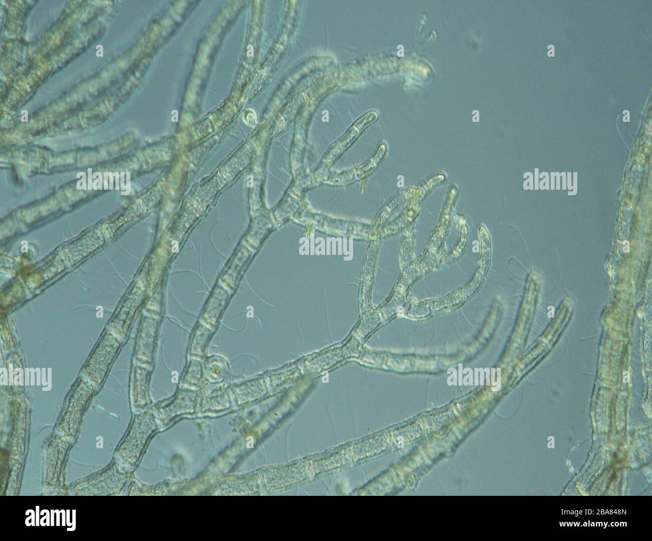 Sea water red algae with ramifications Stock Photo - Alamy