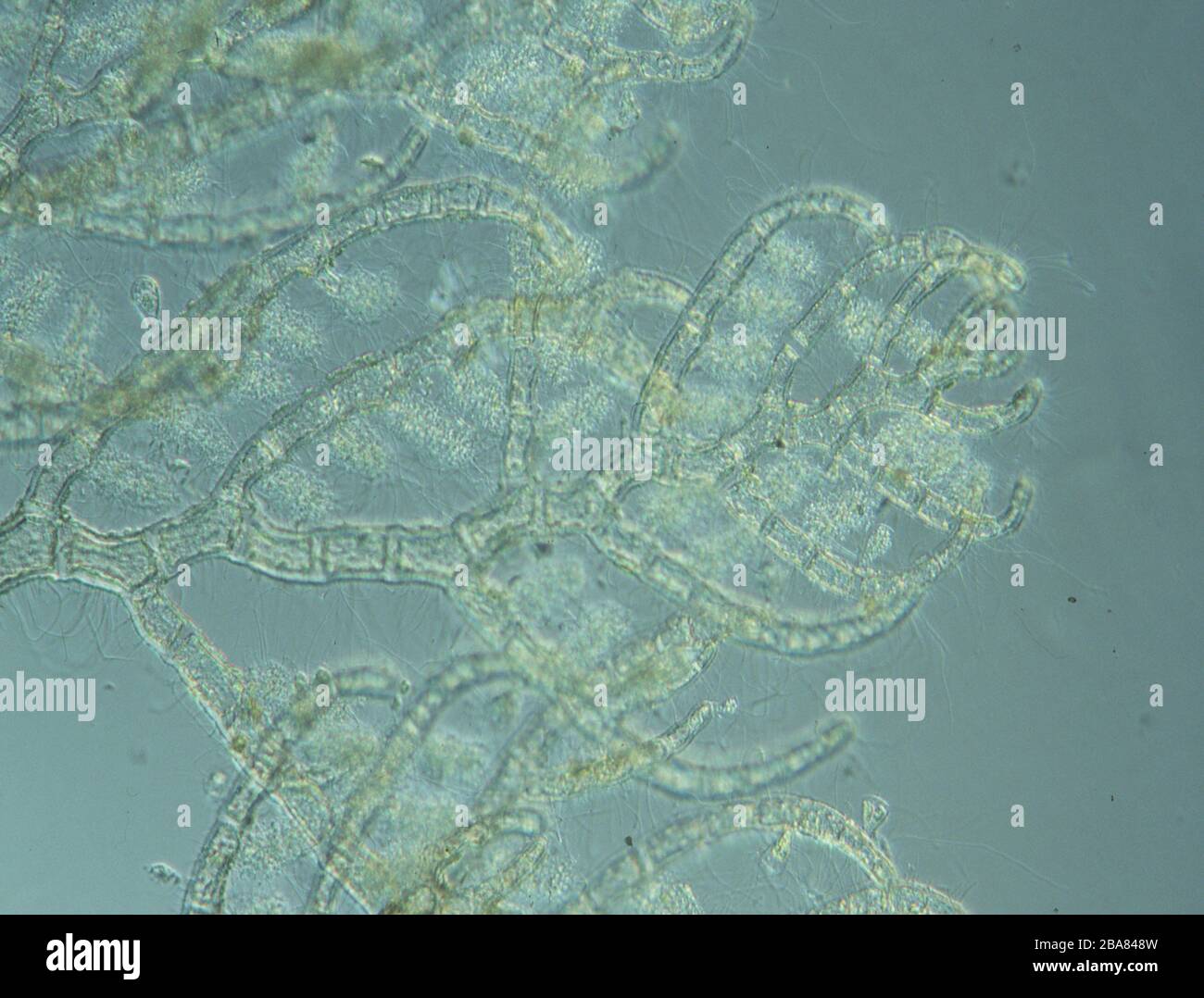Red algae cells hi-res stock photography and images - Alamy