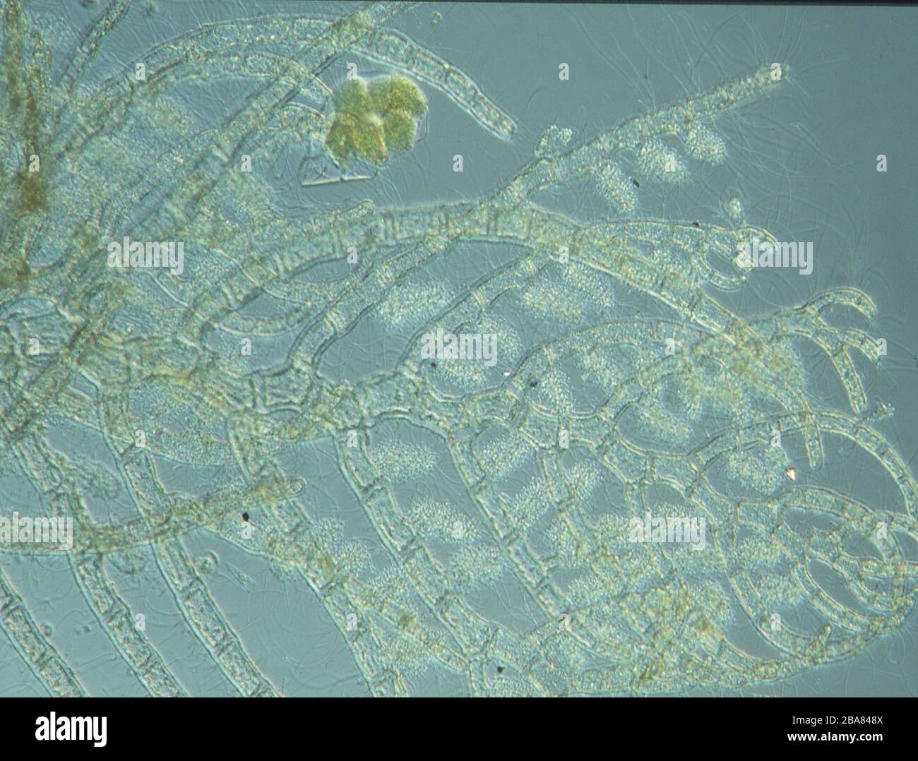 Sea water red algae with ramifications Stock Photo - Alamy