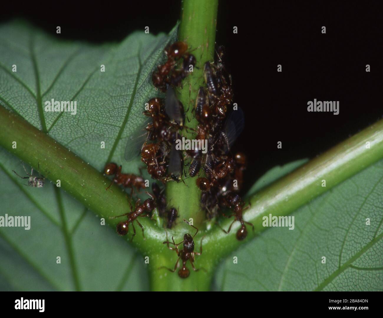 Crawling ants High Resolution Stock Photography and Images - Alamy