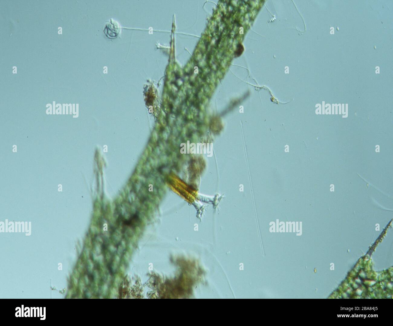 Rotary animals under the microscope in a drop of water 100x Stock Photo ...