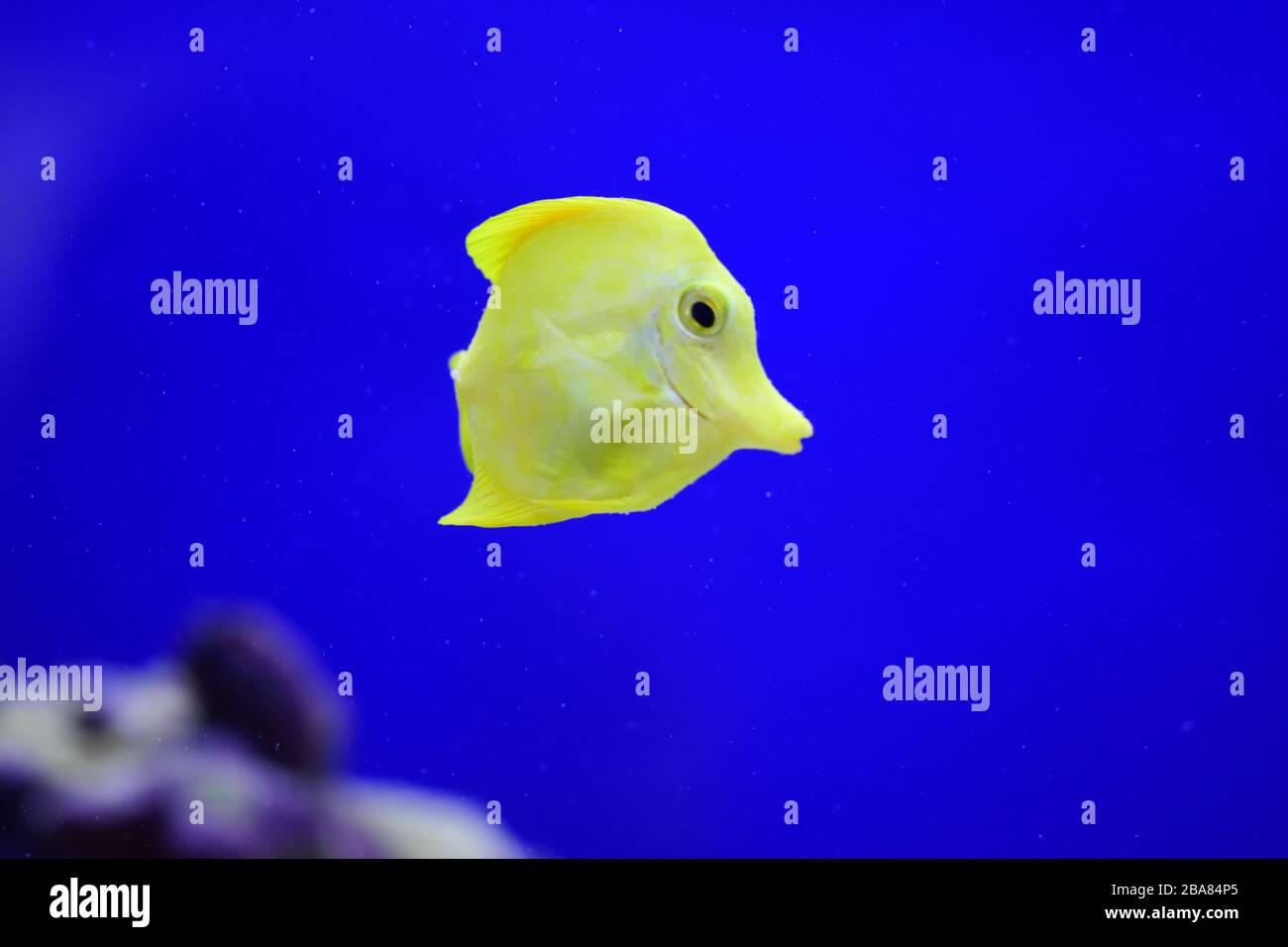 The yellow tang (Zebrasoma flavescens), salt water yellow aquarium fish ...