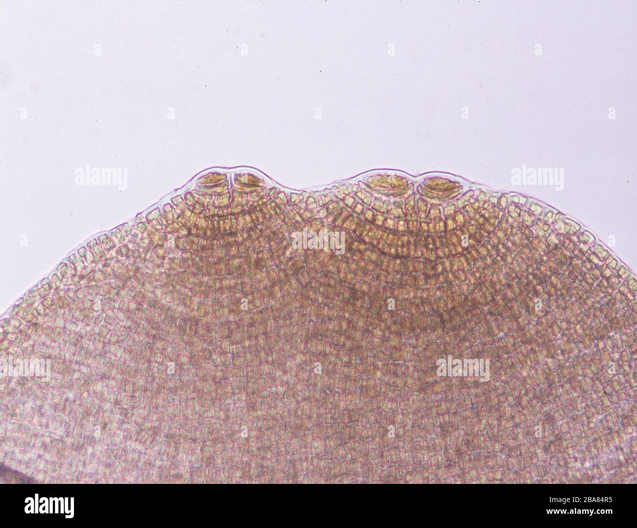 Dictyota dichotoma seaweed under the microscope 100x Stock Photo - Alamy