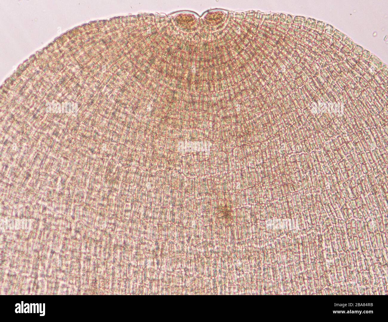 Dictyota dichotoma seaweed under the microscope 100x Stock Photo - Alamy