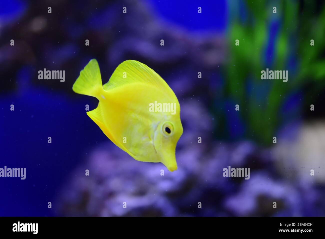 The yellow tang (Zebrasoma flavescens), salt water yellow aquarium fish ...