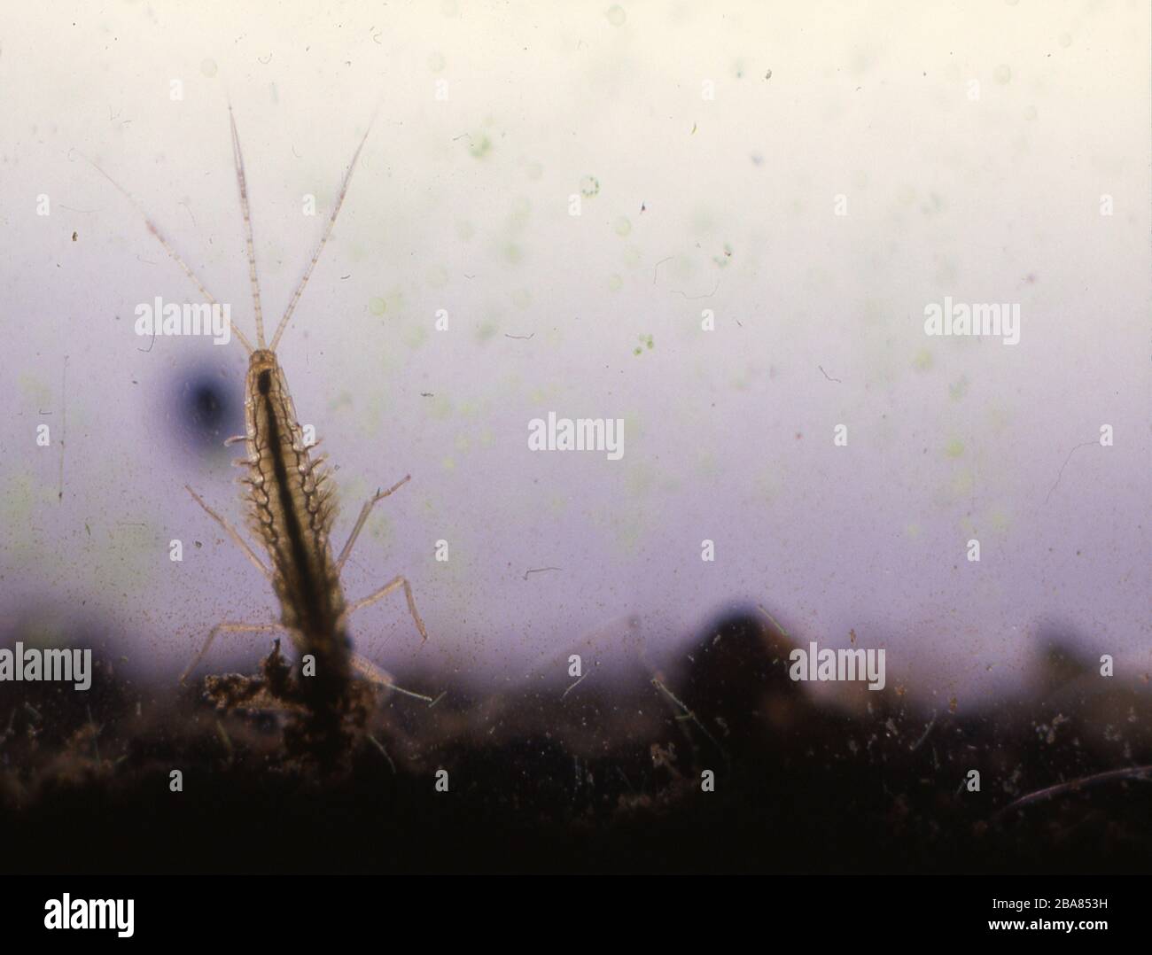 Fly larva with gills in the soil mud macro Stock Photo - Alamy