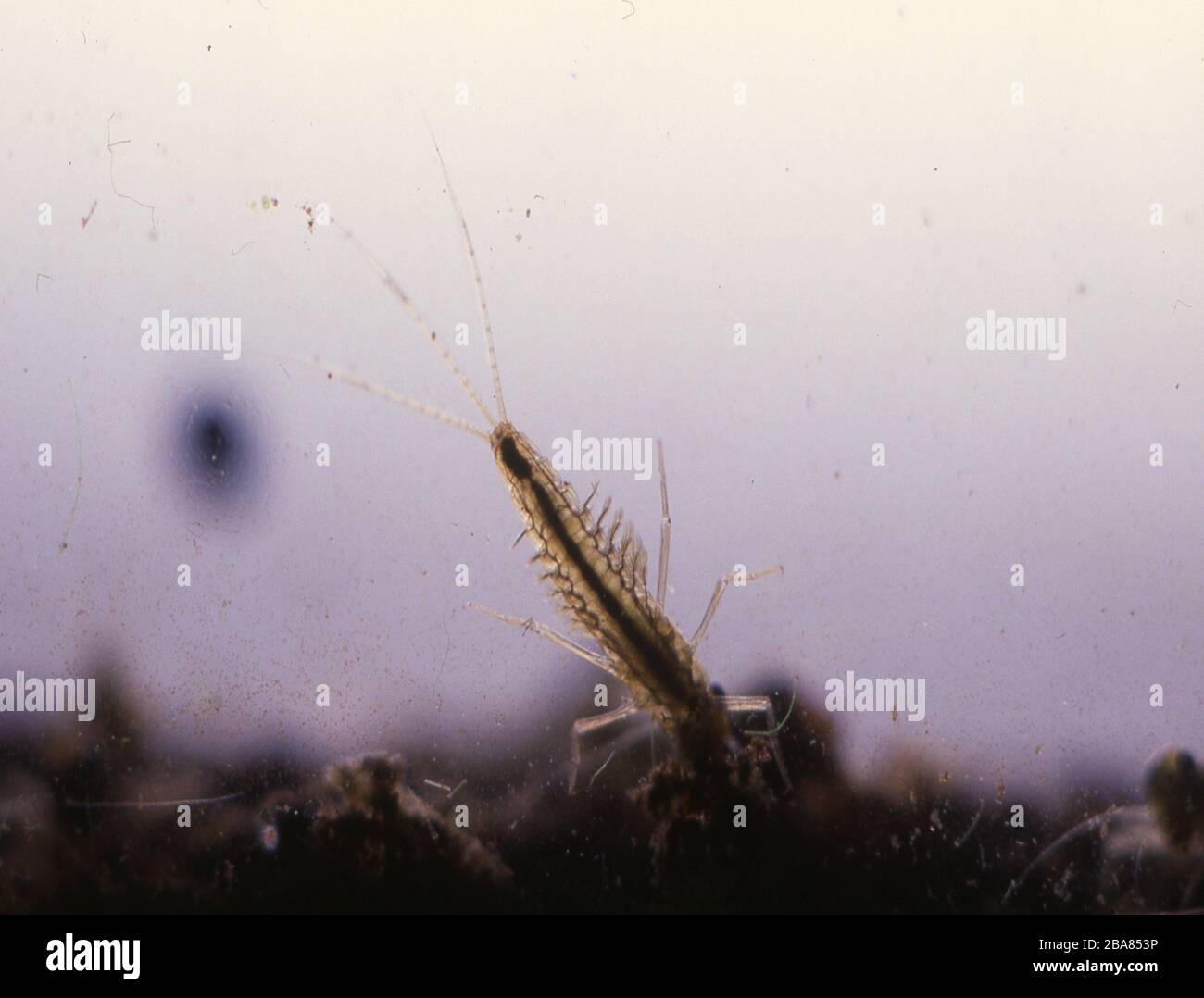 Fly larva with gills in the soil mud macro Stock Photo - Alamy