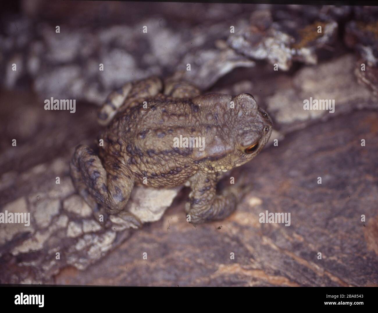 Buffo buffo common toad perches on forest floor Stock Photo - Alamy
