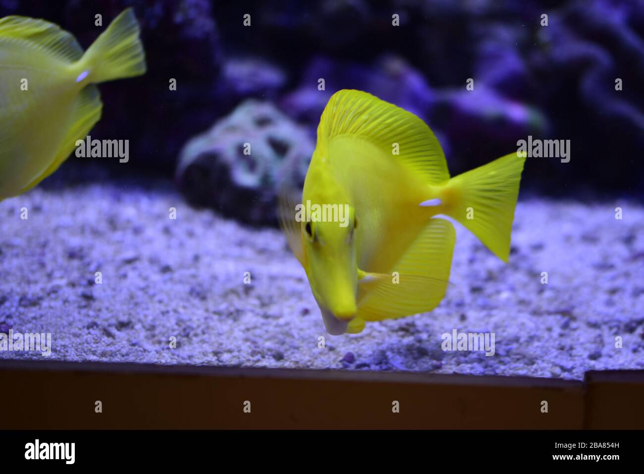 The yellow tang (Zebrasoma flavescens), salt water yellow aquarium fish ...