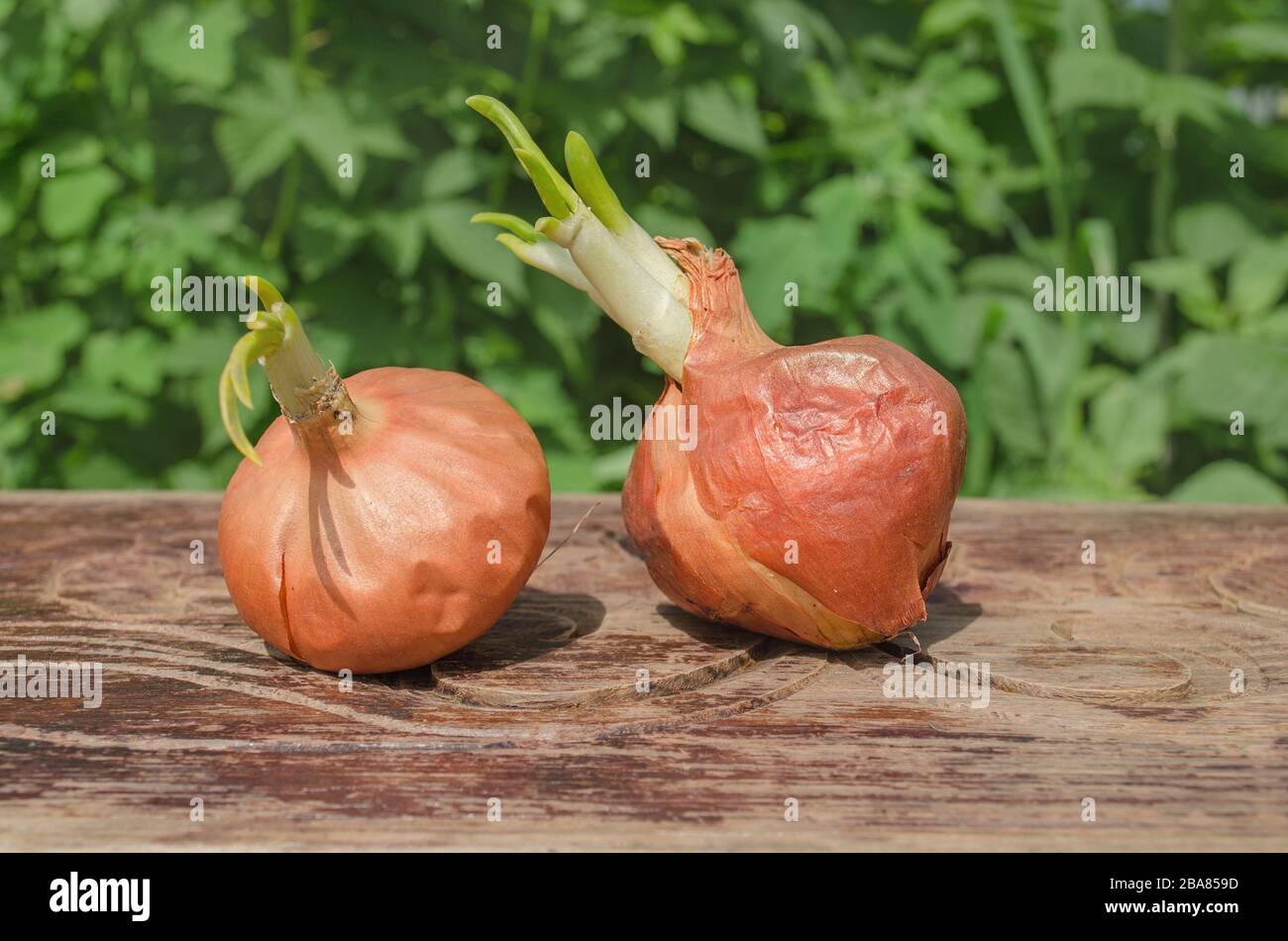 Onion bulb on wooden background. Onions at the end of storage life ...