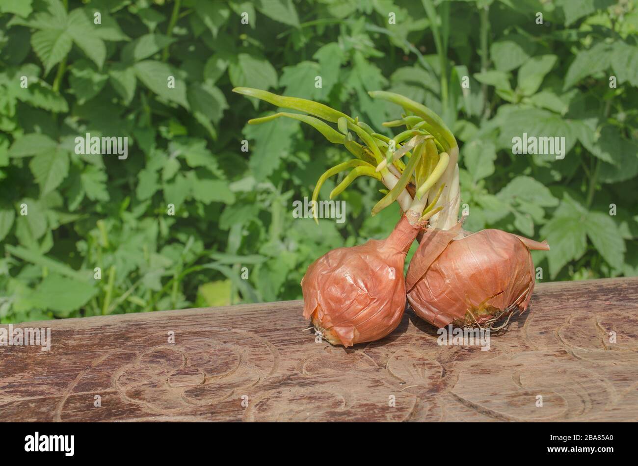 Onion bulb on wooden background. Onions at the end of storage life ...