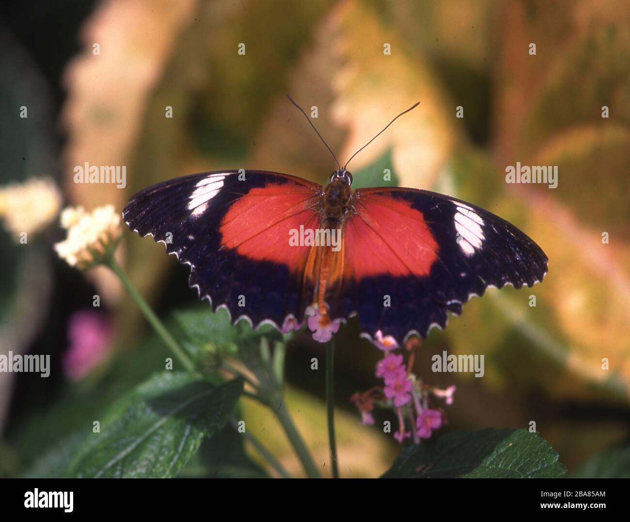 Noble butterfly hi-res stock photography and images - Alamy