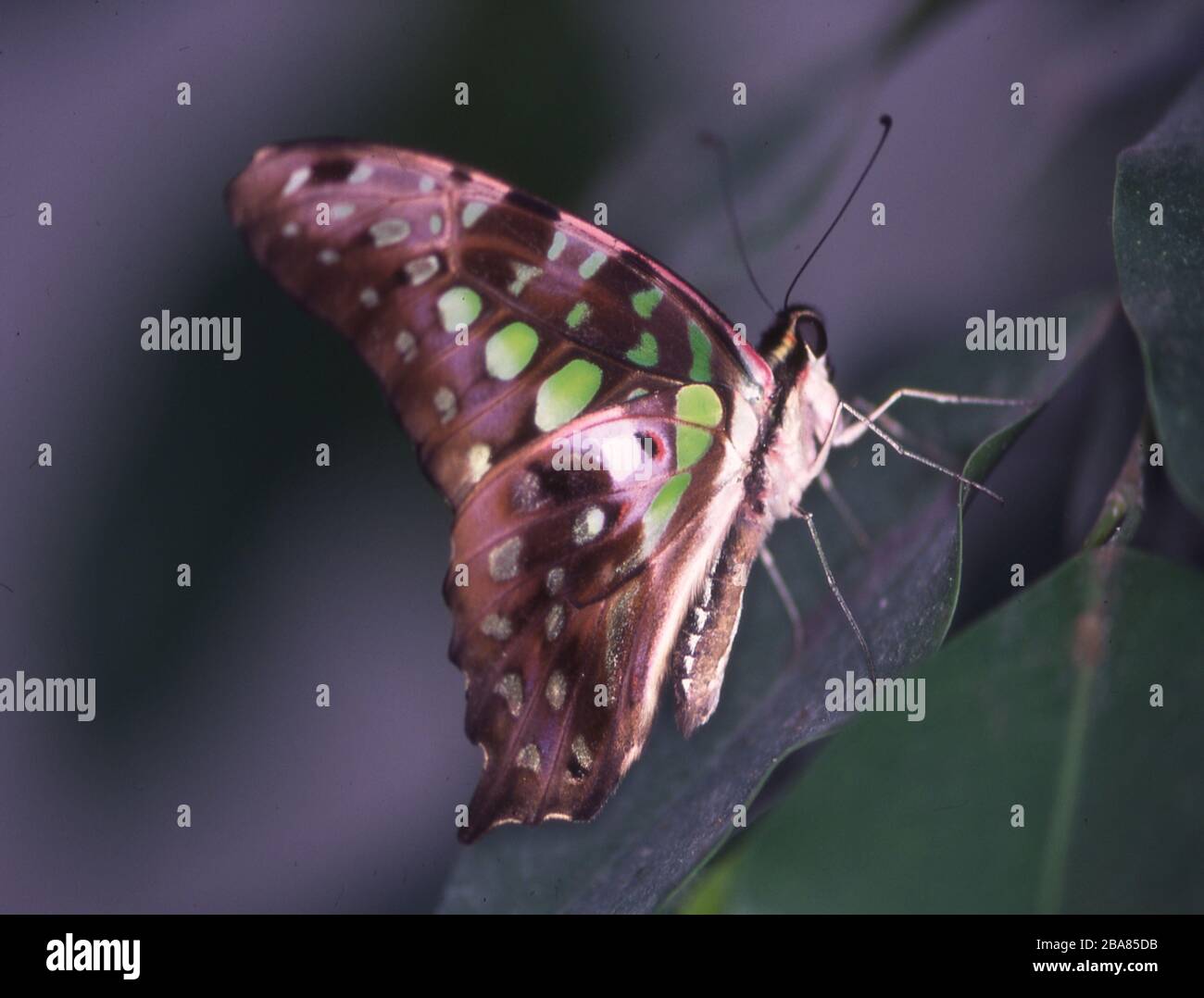 tropical swallowtail moth on a leaf Stock Photo - Alamy