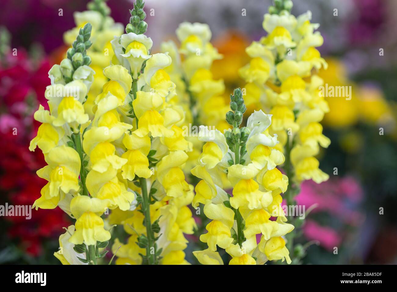 Snapdragon flower and green leaf in garden at sunny summer or spring ...