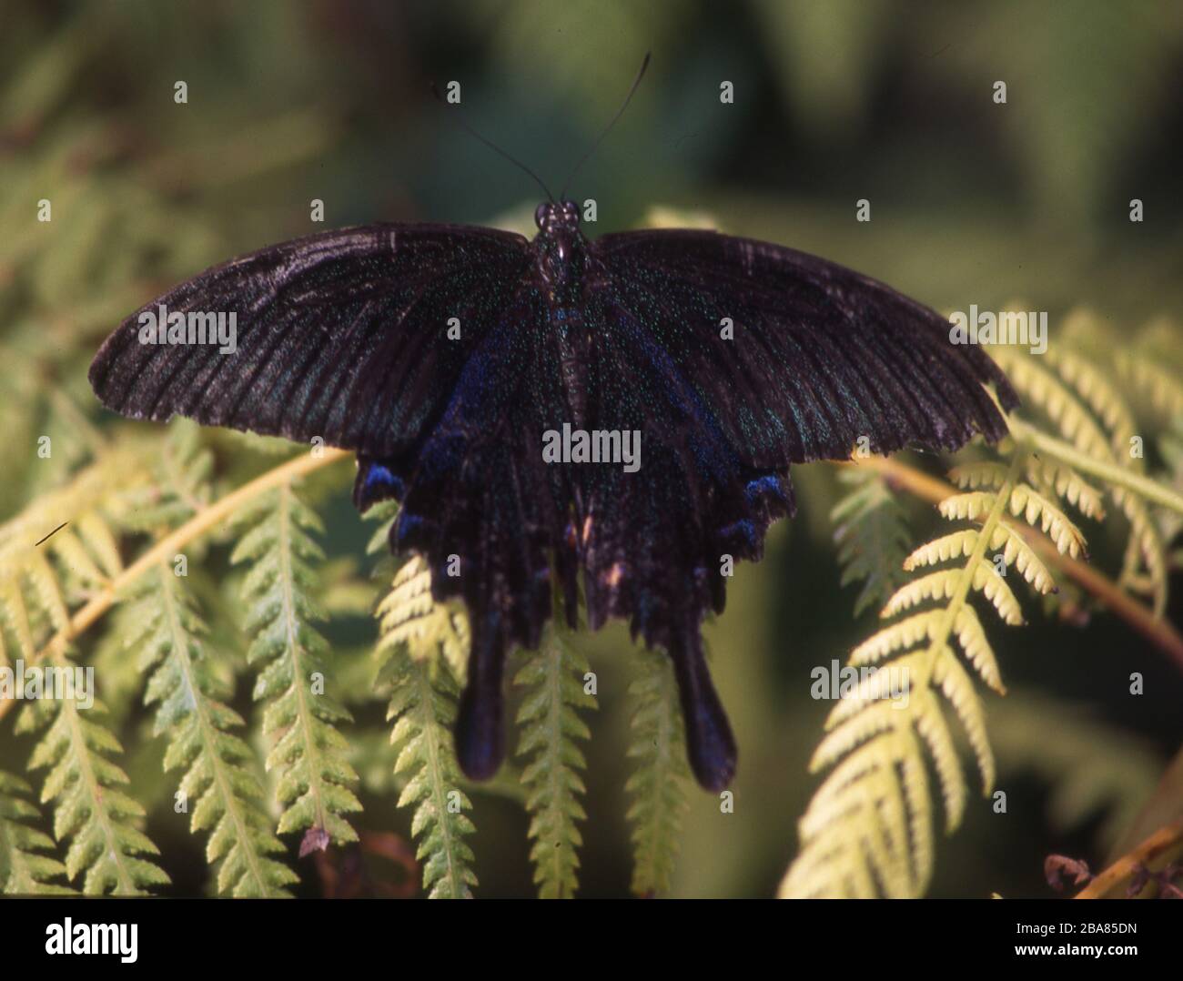 tropical swallowtail moth on a leaf Stock Photo - Alamy