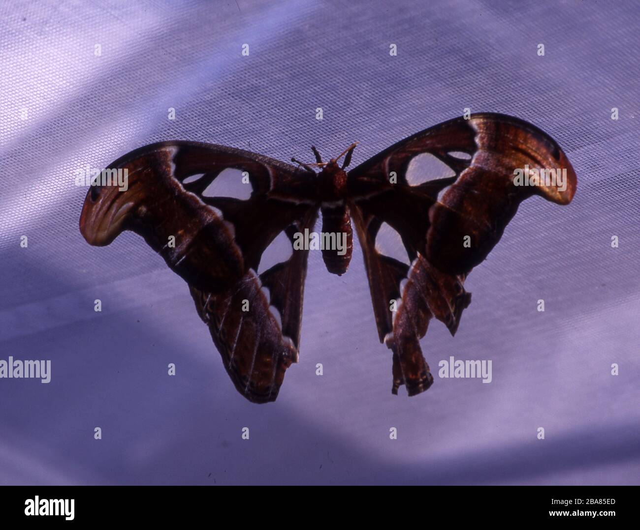 large tropical moth moth Stock Photo - Alamy