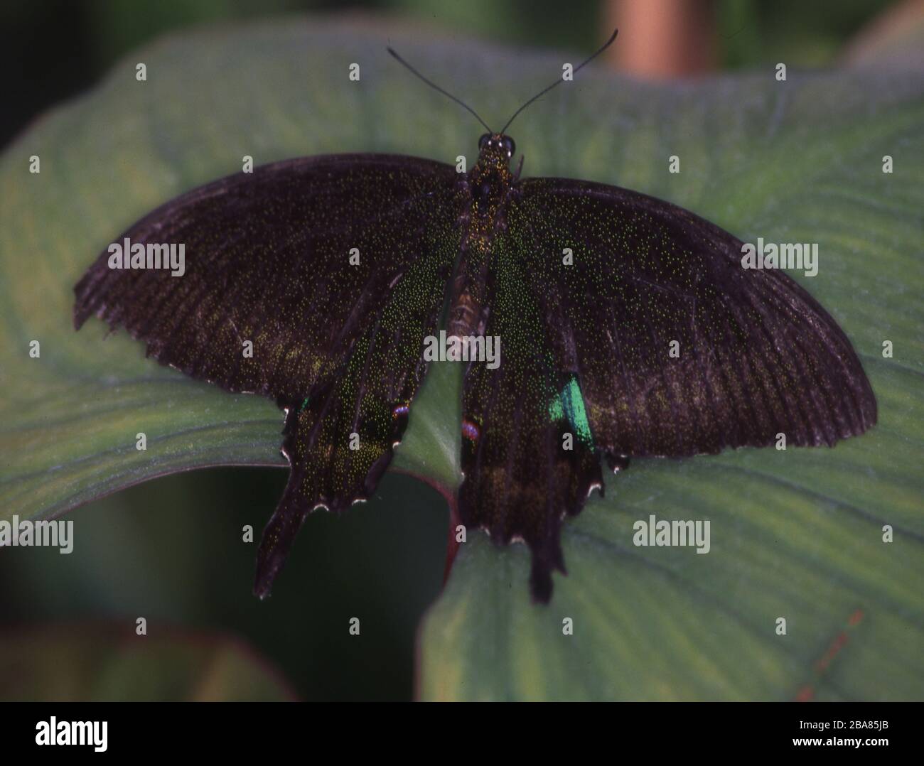 tropical swallowtail moth on a leaf Stock Photo - Alamy