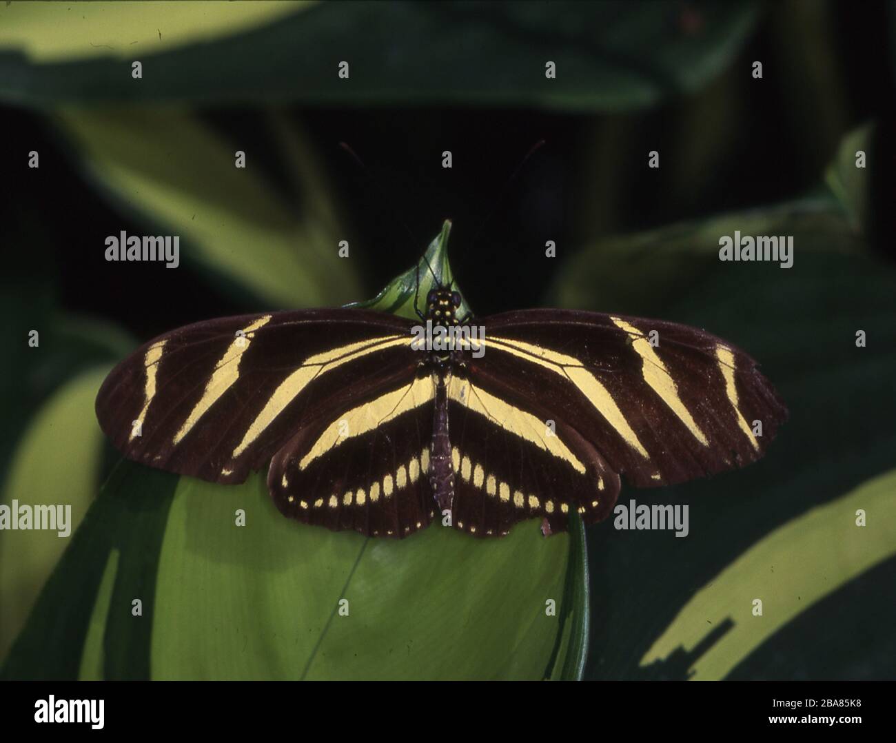 Falter edelfalter hi-res stock photography and images - Alamy