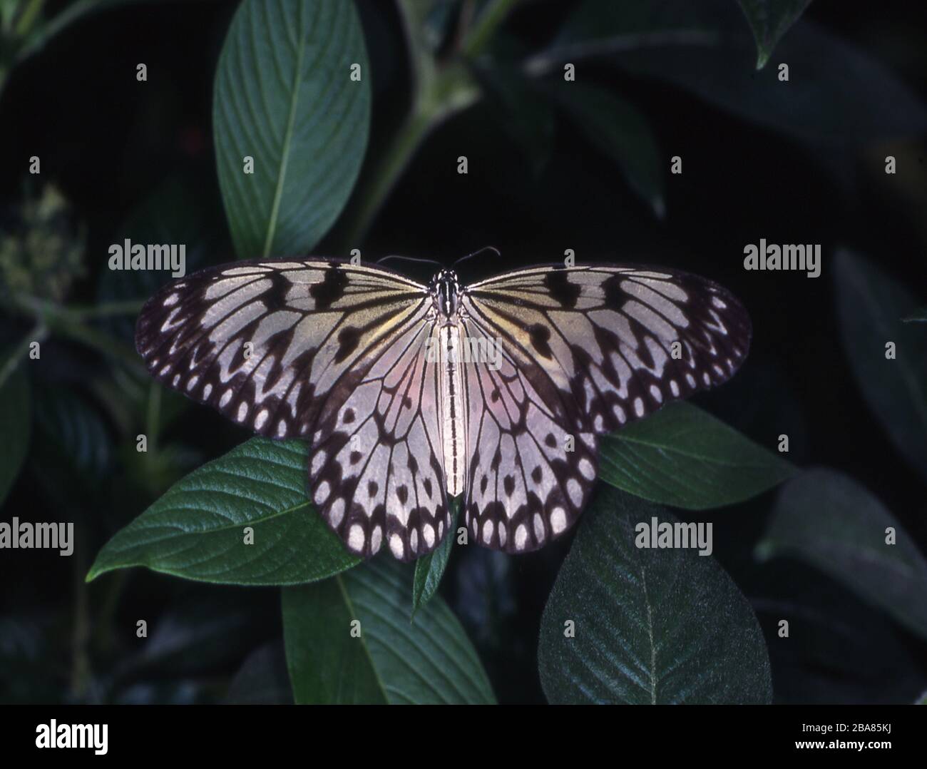 white tree nymph tropical moth on leaf Stock Photo - Alamy