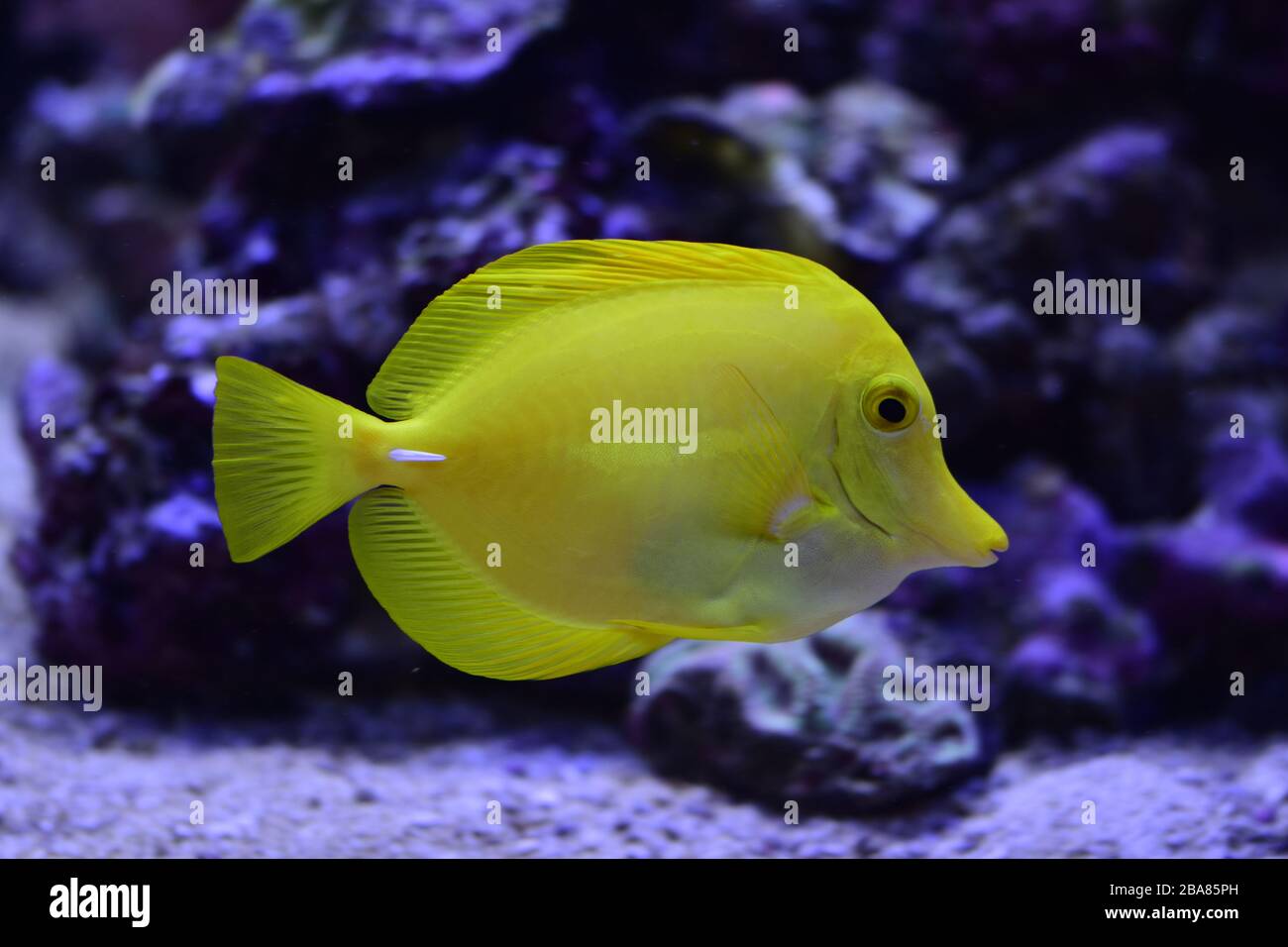 The yellow tang (Zebrasoma flavescens), salt water yellow aquarium fish ...