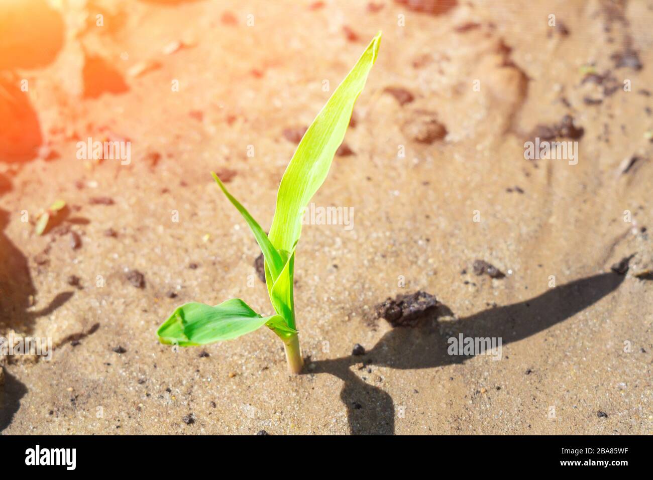 Corn fall armyworm Spodoptera frugiperda moth hiding in young corn leaf ...