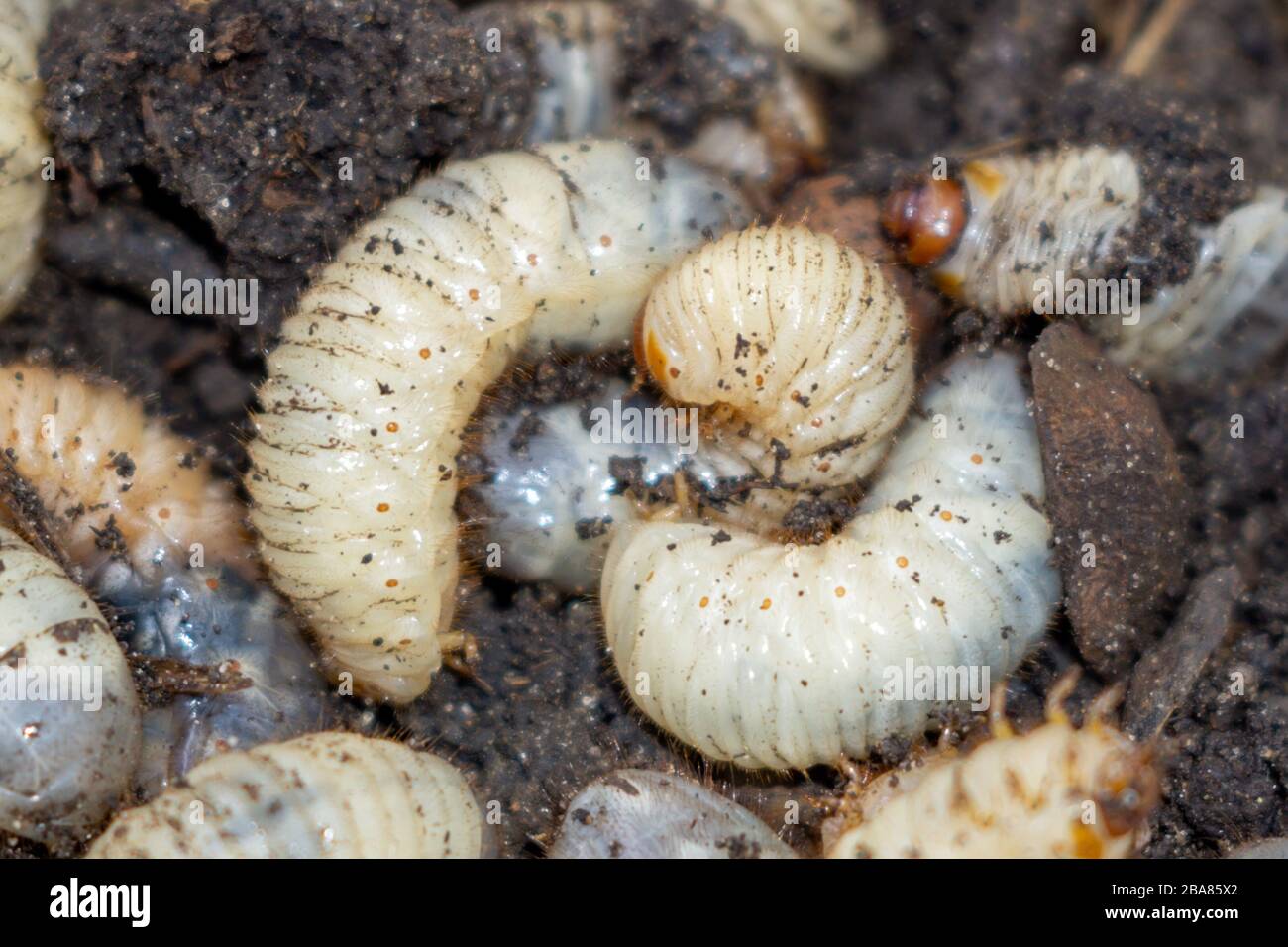 larva of the may beetle. Common Cockchafer or may beetle. Beatle. for ...
