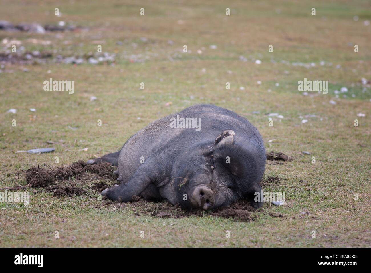 Sleepy piggy hi-res stock photography and images - Alamy