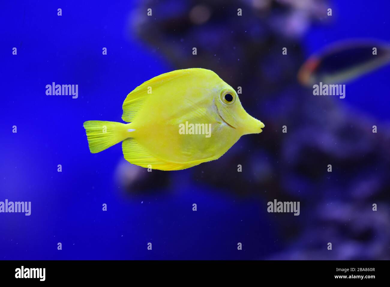 The yellow tang (Zebrasoma flavescens), salt water yellow aquarium fish ...