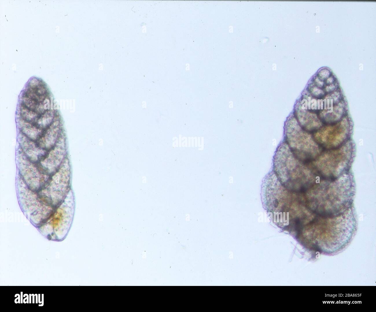 Foraminifera microorganisms from the sea Stock Photo - Alamy