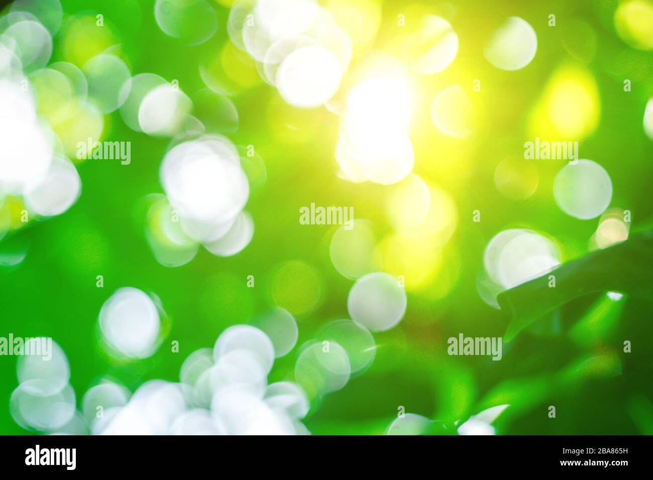 abstract blur green color for background, blurry and blurry effect ...