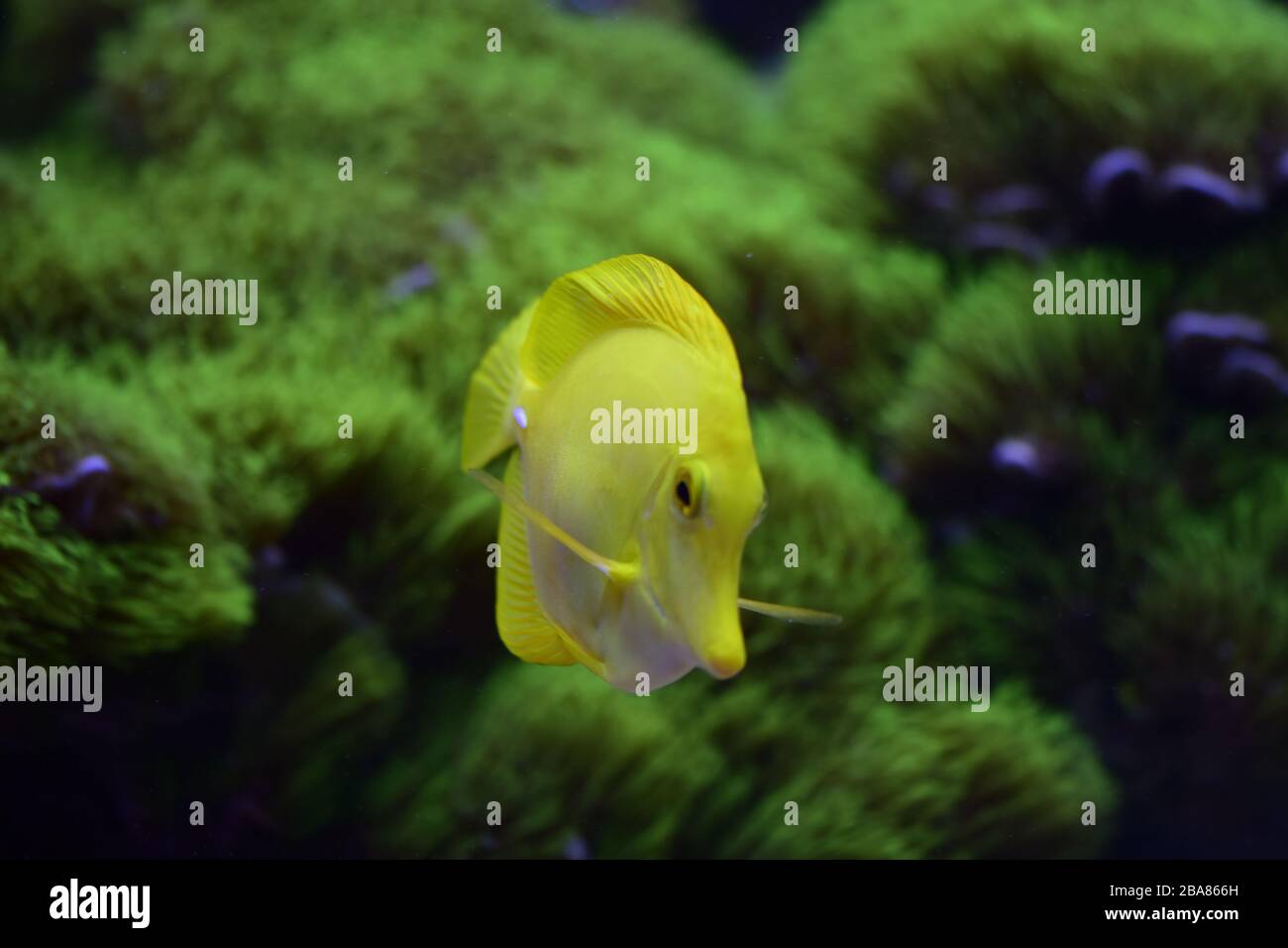 The yellow tang (Zebrasoma flavescens), salt water yellow aquarium fish ...